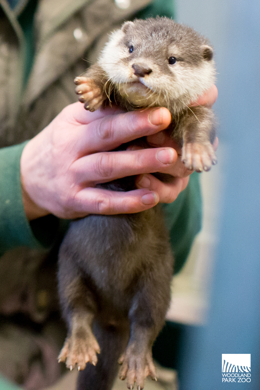Adorable otter pups visit vet for first check-up