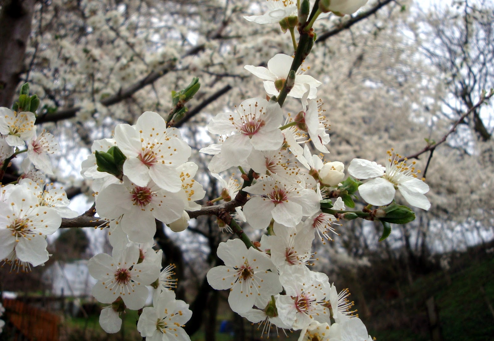 The Blue Birdhouse: Budding Leaves // Photography