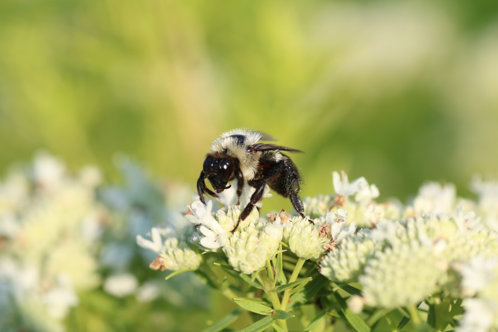 MObugs: Common Eastern Bumblebee