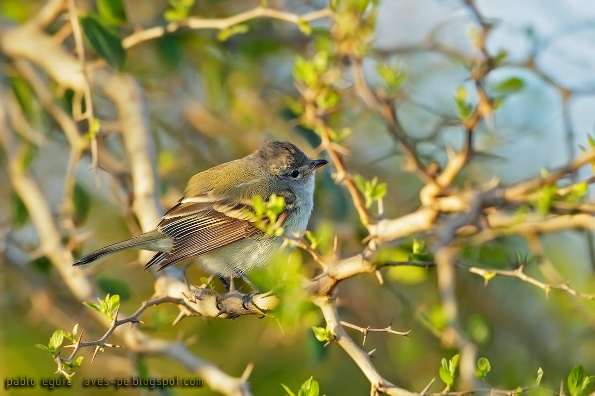 mis fotos de aves: Camptostoma obsoletum Piojito Silbón Southern ...