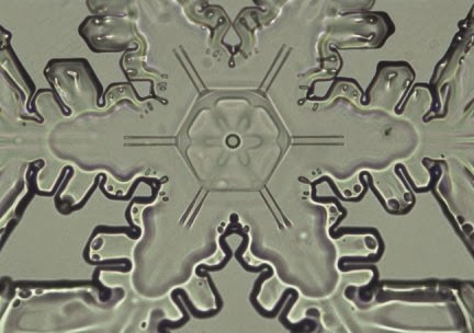 The Agatelady: Adventures and Events: Microscopic Images of Snow