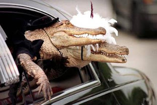 Funny Alligator New Photos | Funny Images Show