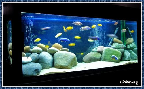 Fishaway Aquarists: Cichlid Aquarium Keeping