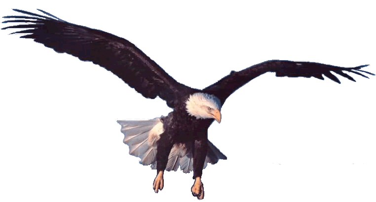 Aguila.gif - Imagui