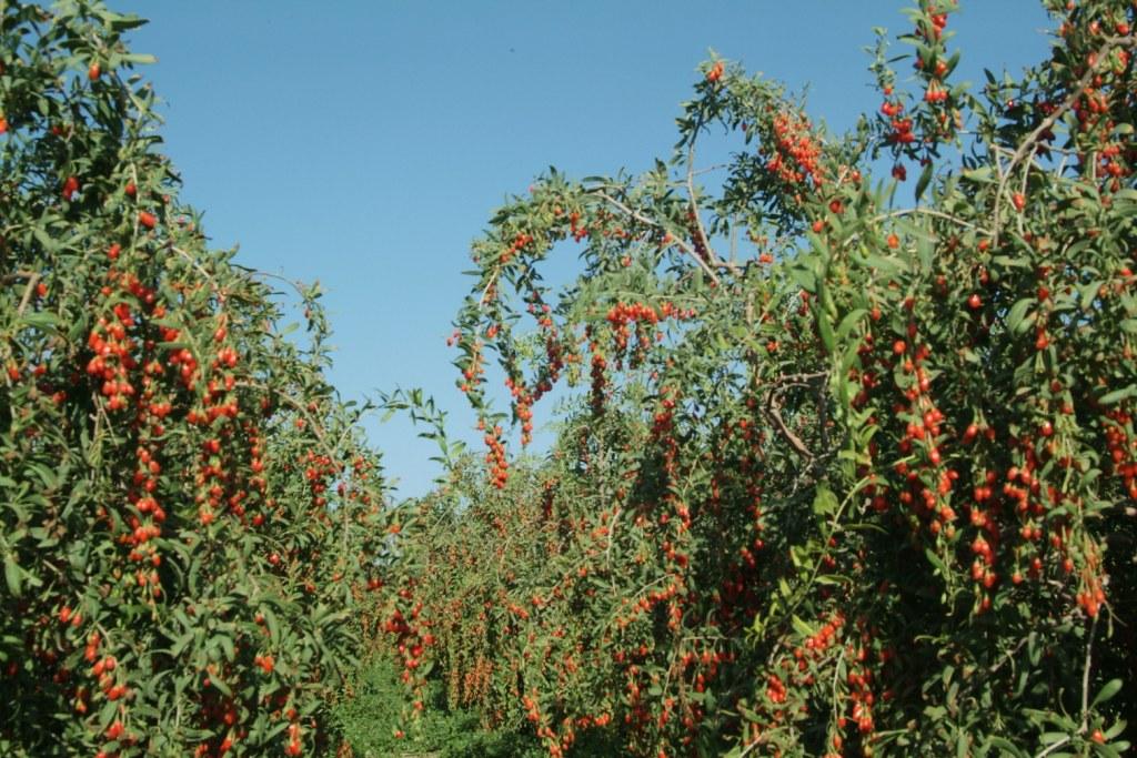 Goji Berry In India: Goji Berry – The Fruit of the Gods