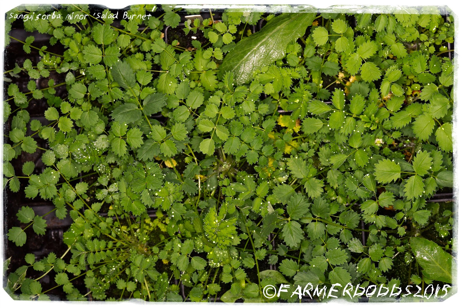 NATIVE BRITISH HERBS: S