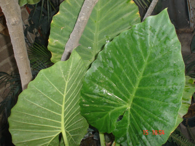 HERBARIO EDEN: COLOMOS