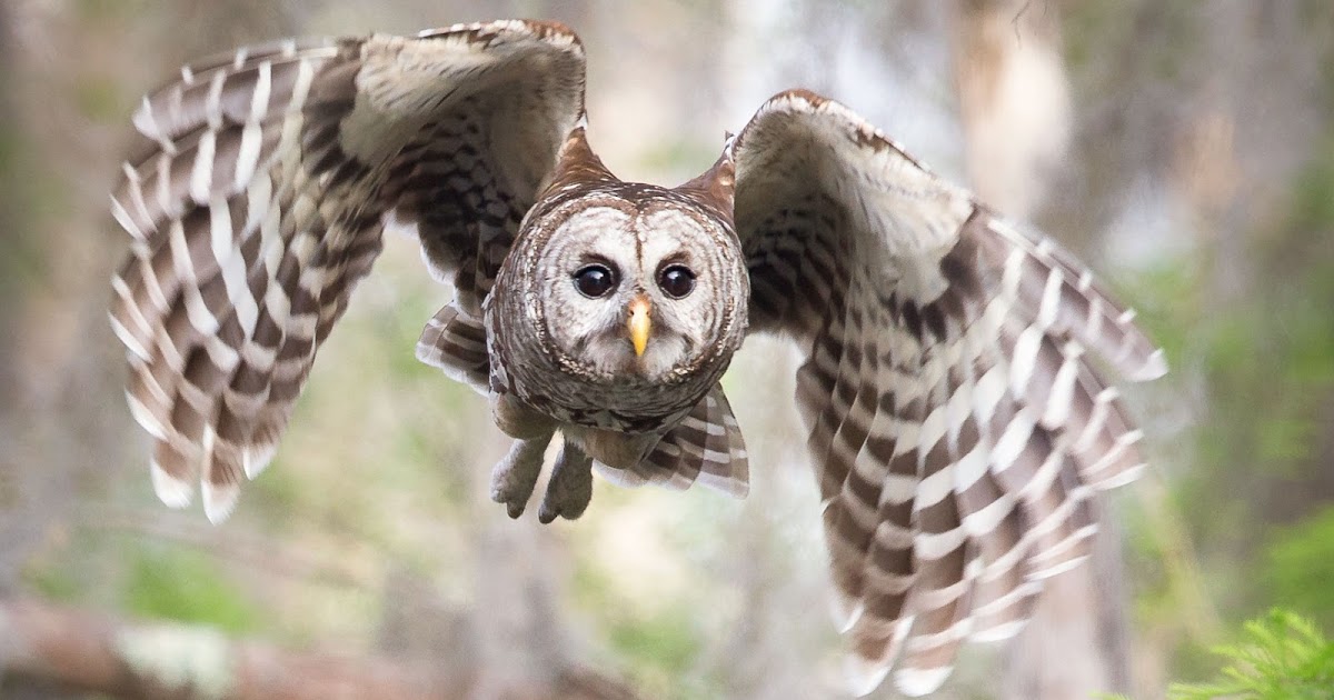 Terrierman's Daily Dose: The Owl Was the Killer?