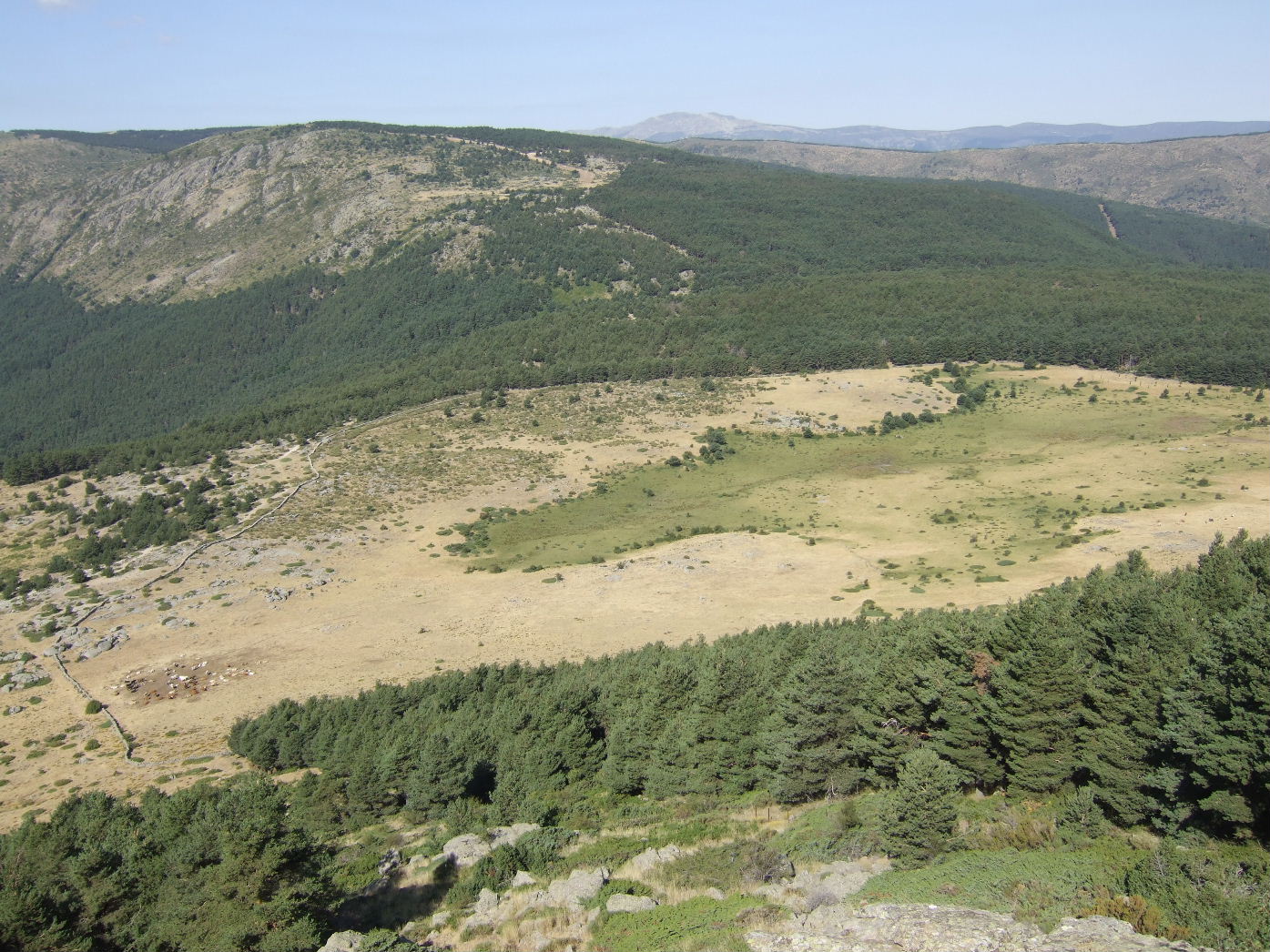 BIÓLOGO Y BECARIO: Collado Abierto