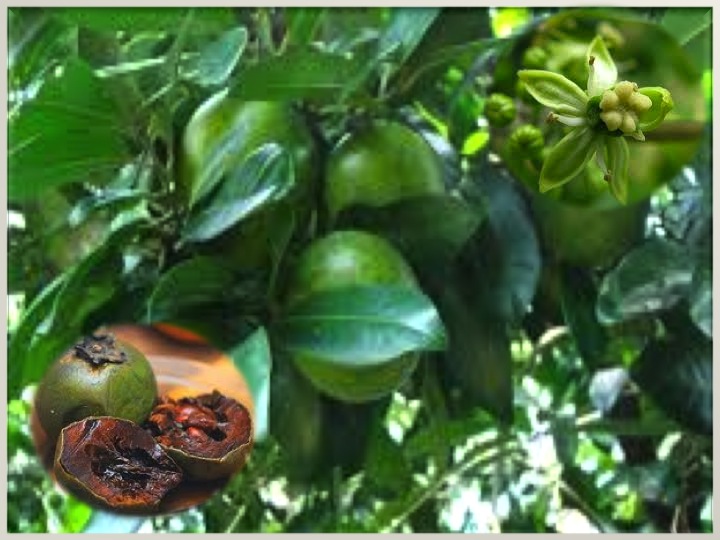 PAPÁBETO y CUCÚ: FRUTAS 01 FRUTAS MEXICANAS: Un Viaje a mi Niñez