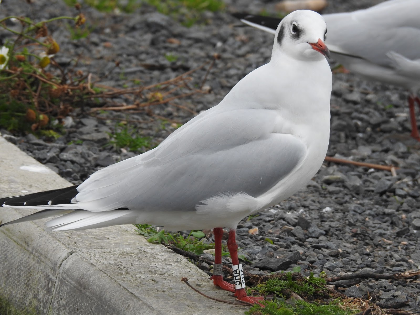 Northern Ireland Black-headed Gull Study: Black-headed Gull - White 5HA