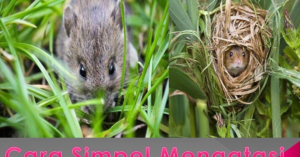 Cara Simpel Mengatasi Hama Tikus - Hama & Penyakit Pada Tanaman