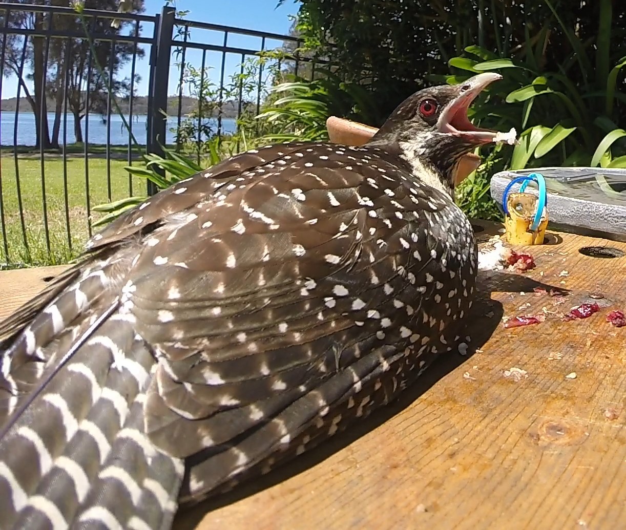 My Burra Family: The Storm Birds are back