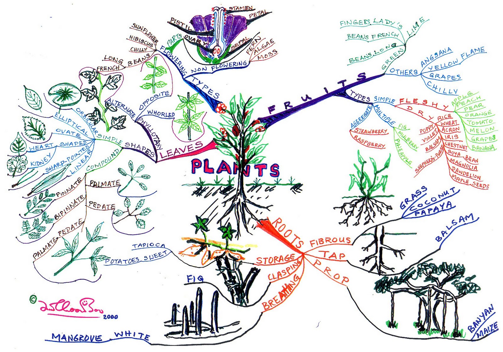 Welcome to 4 Devotion (2017): [25/1] Create a Mindmap for Plant System