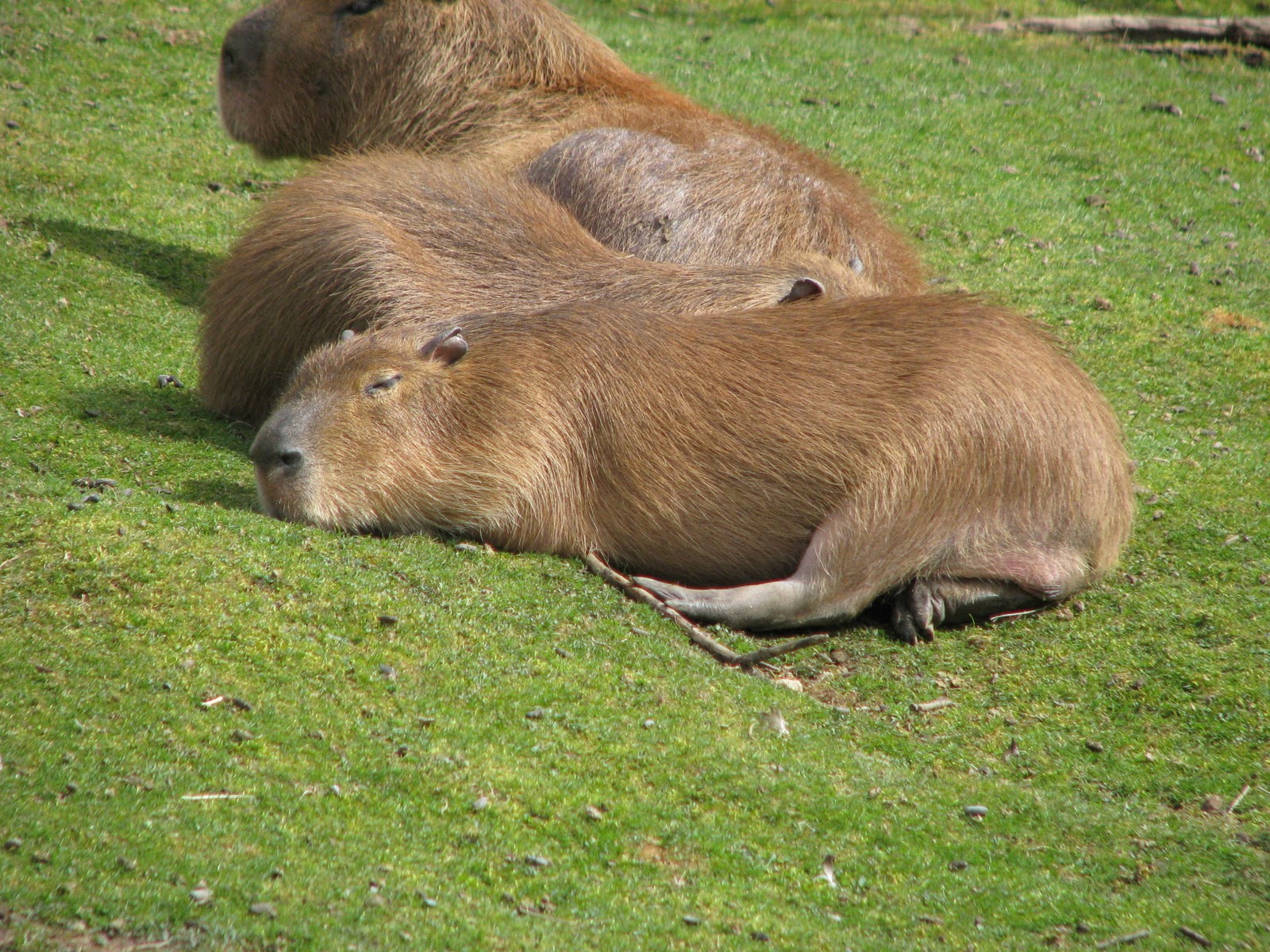 Marine Life: Capibarra