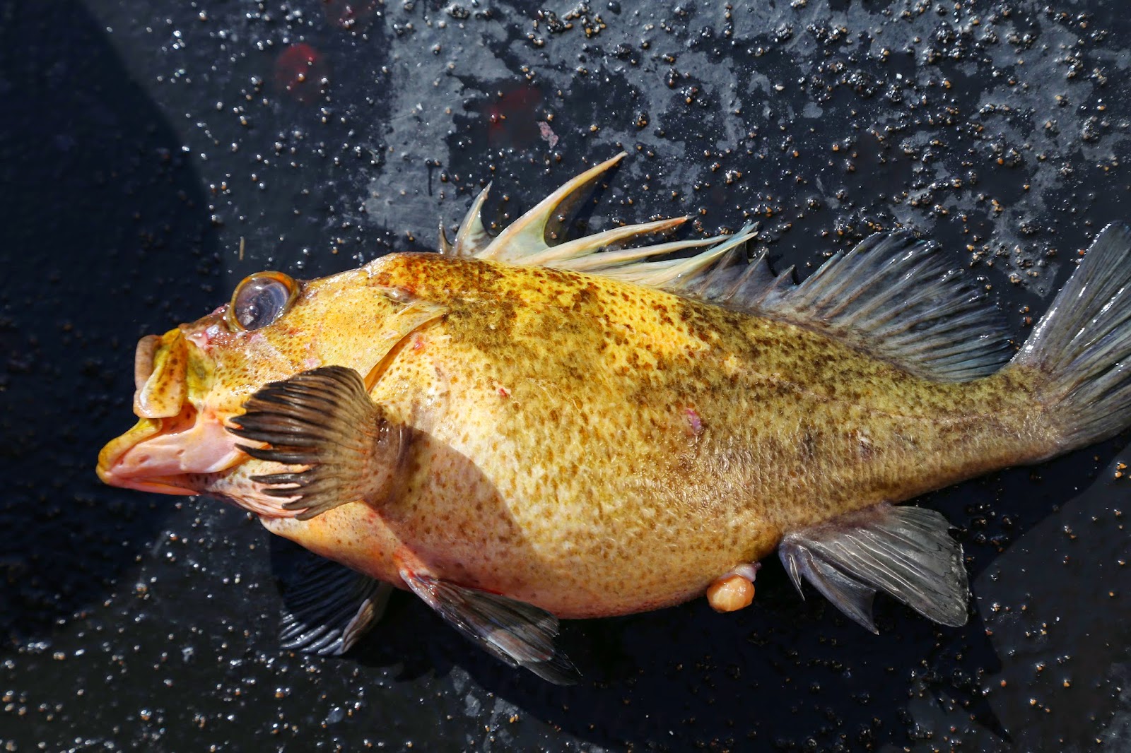 MsMarmiteLover: Salmon fishing in Alaska