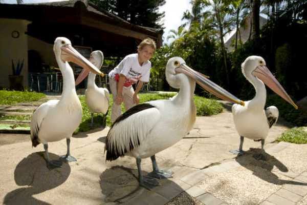 Tiga Anak Burung Pelikan, Ramaikan Bali Bird Park - kabarnusa.com