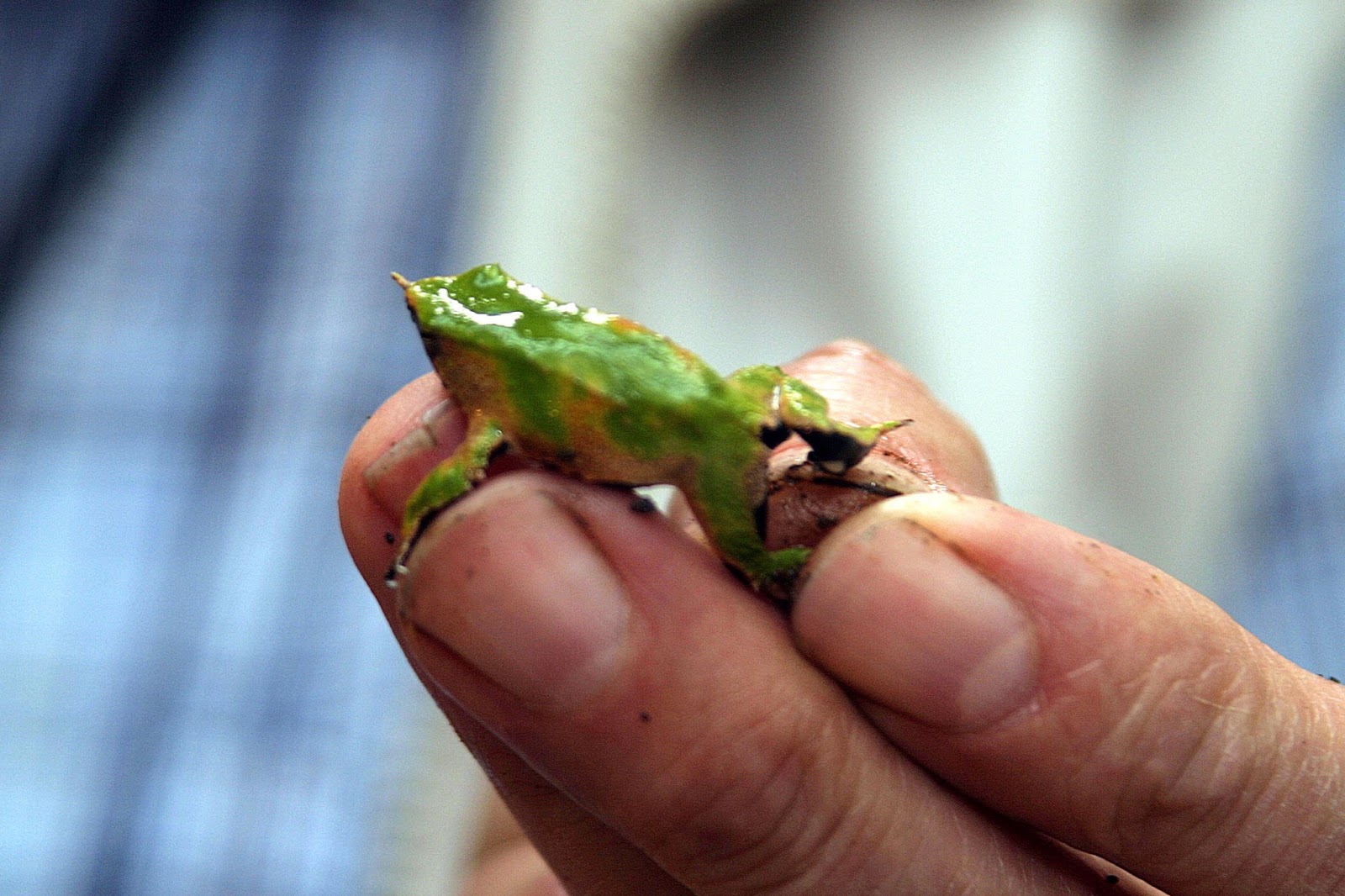 DarwinChile: La Curiosa Ranita de Darwin