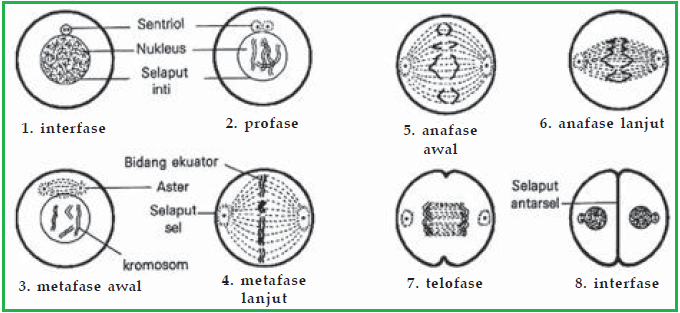 khatarina_imoeT Blogs: PEMBELAHAN SEL TUMBUHAN