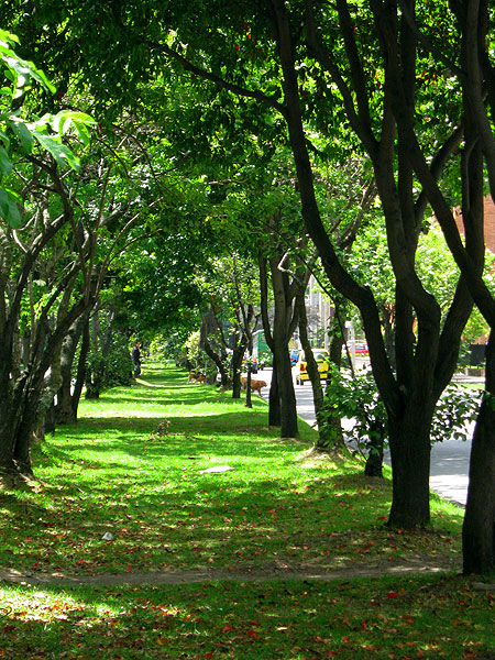 El País de las Agujas: Árdol