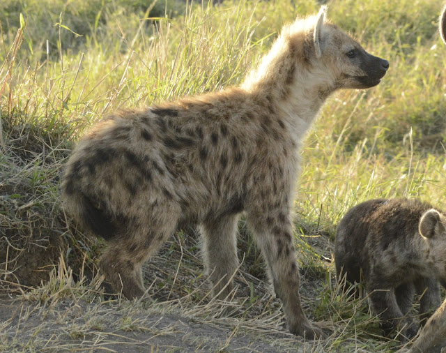 Notes From Kenya: MSU Hyena Research: The Serena Matriarchs