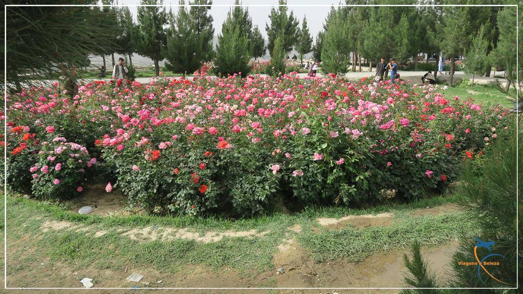 Mursal Flowers, as rosas de Cabul | Afeganistão - Viagens e Beleza