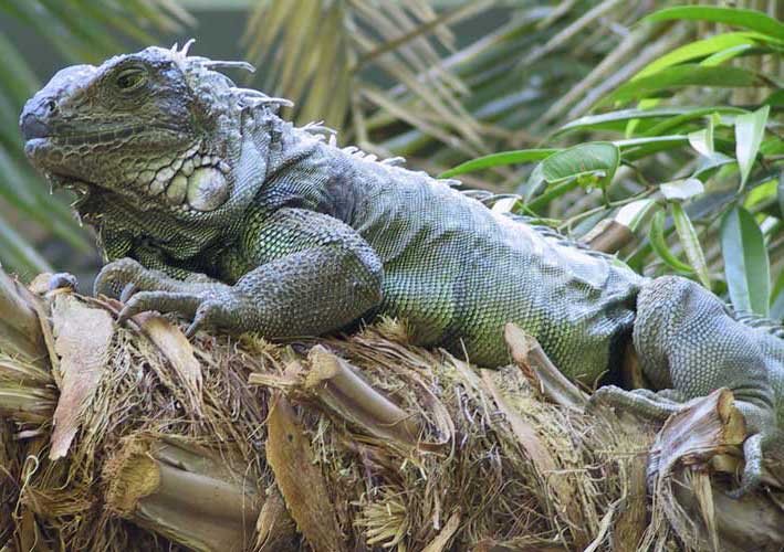 The Beauty Of The Iguana