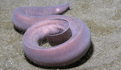 Artes de Pesca: VAMOS A PESCAR PEZ BRUJA (MYXINOS)