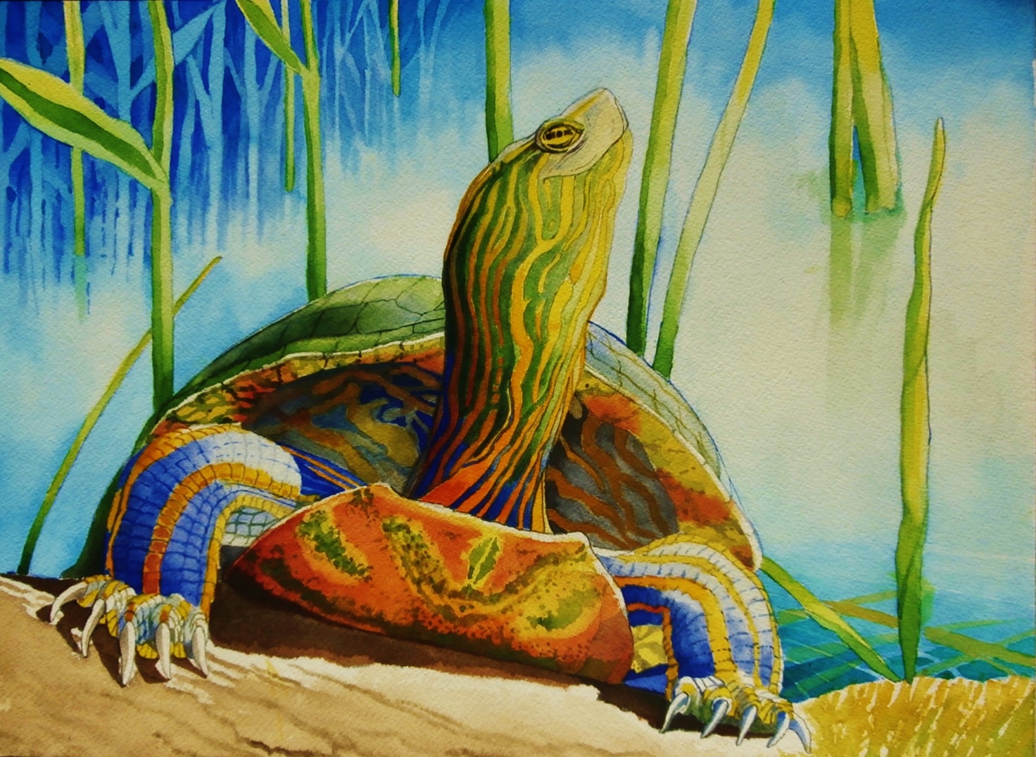 Tom Bose Watercolors: No. 69: Western Painted Turtle Watercolor