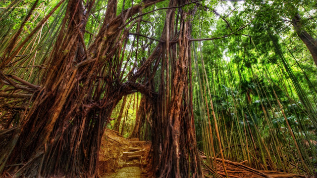 Top 10 most dangerous forests in the world, दुनिया भर में खतरनाक जंगल ...