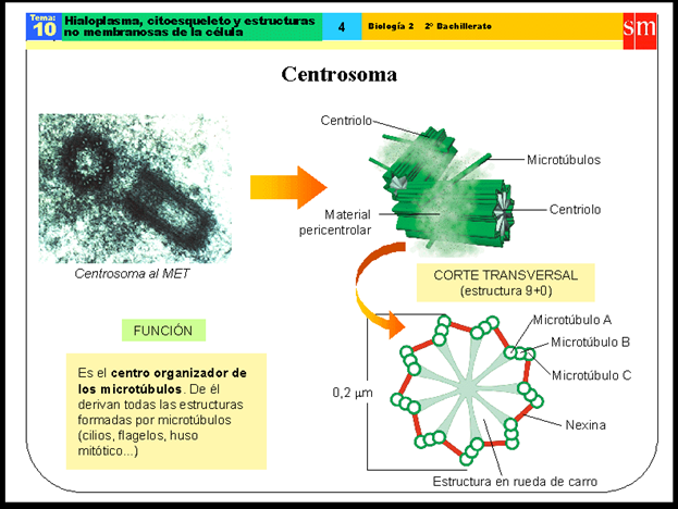 Estructuras no membranosas de la célula: CENTROSOMA