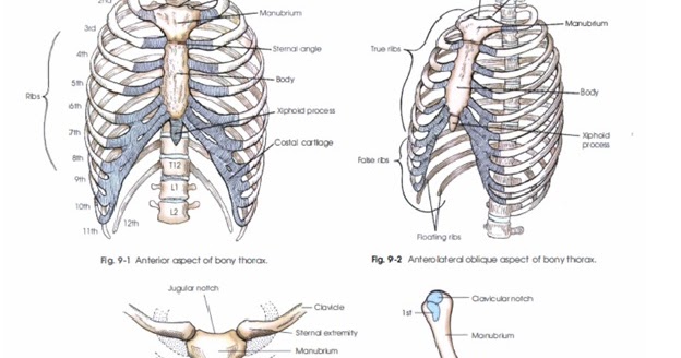 Teknik Radiografi Ribs / costae