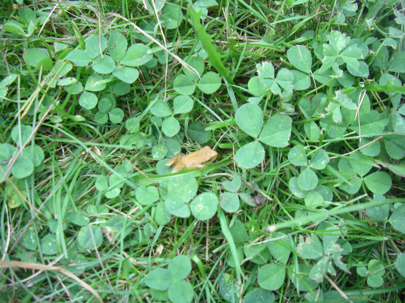 Wildlife Monitor: Frogs Galore at White Memorial!