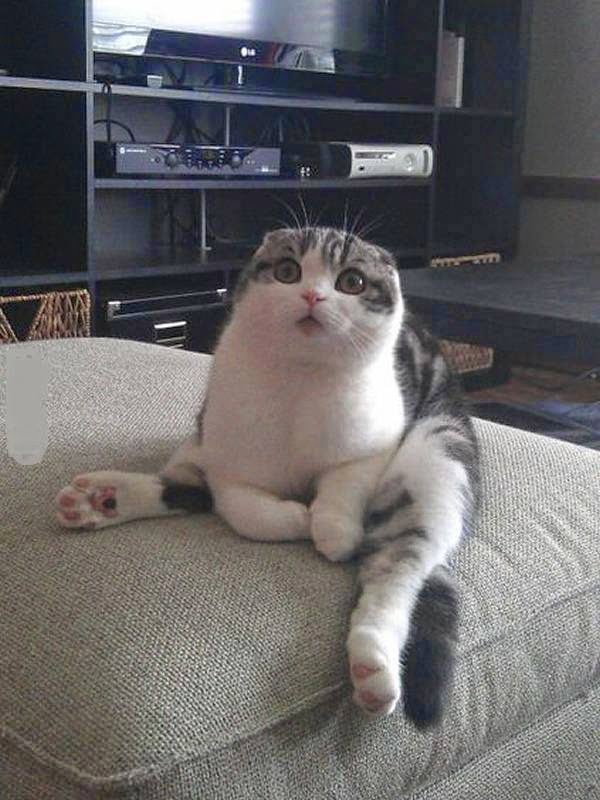 Awkwardly Sitting Style Cats Photos | Funny Collection World