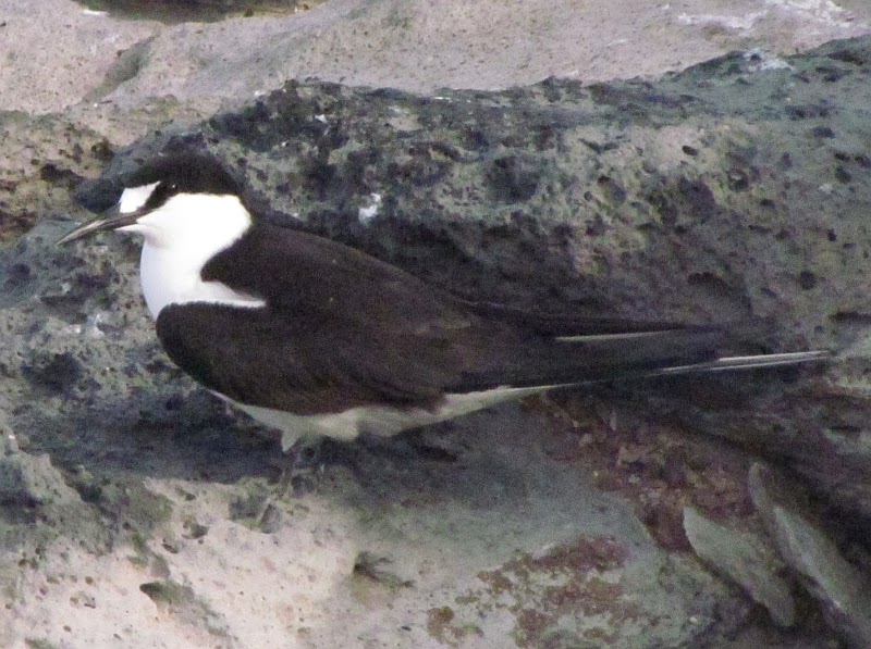 TAIKO - BOLETÍN DEL VIVERO MATAVERI OTAI: diciembre 2013