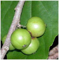 Tentang Kita: Buah Khas dari Bangka