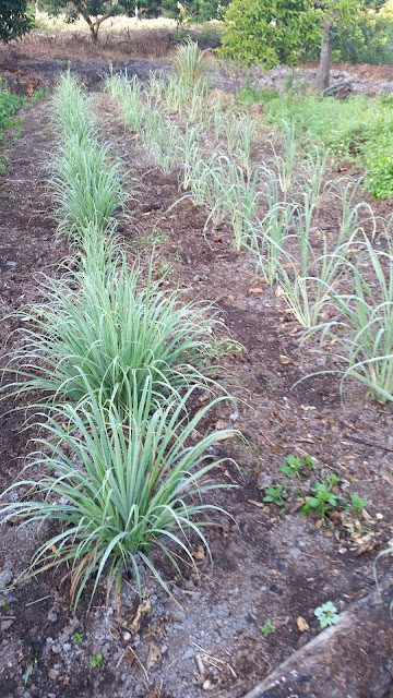 Warisan Petani: Menanam Serai