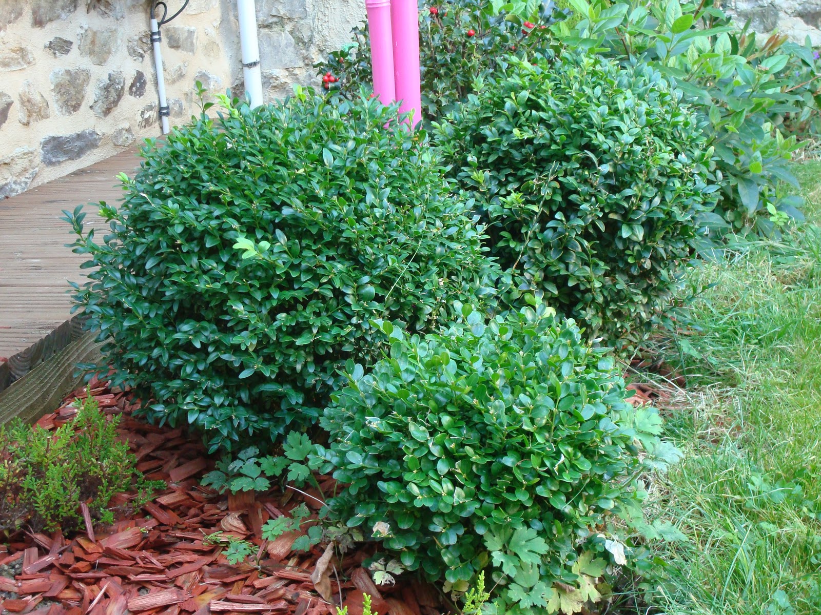 Fleuriste Isabelle Feuvrier: le buis