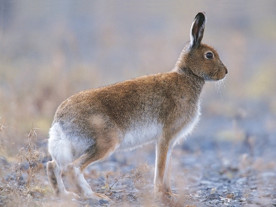 Hare - Wild Life Planet