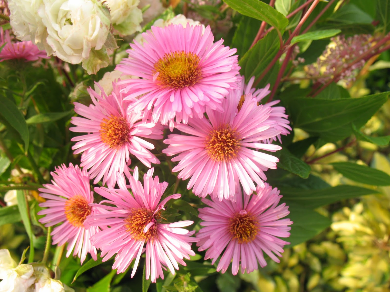 Roses du jardin Chêneland: Aster novae-angliae "Harrington Pink