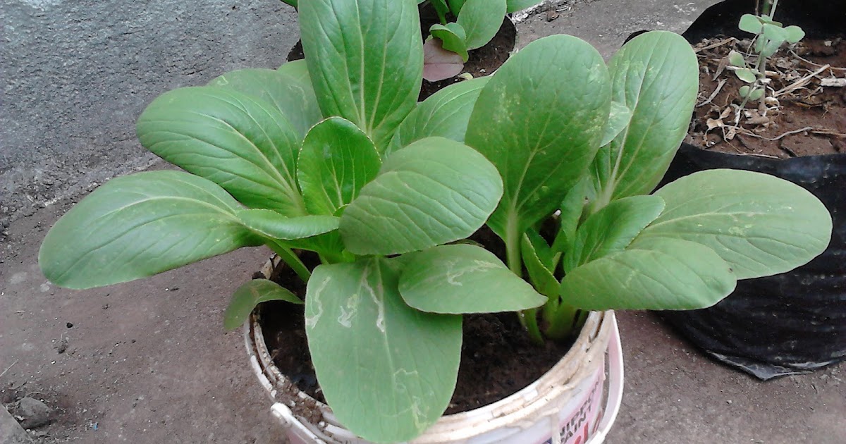 Cara Mudah Menanam Sayuran Di Pot atau Polybag | Kelompok Tani