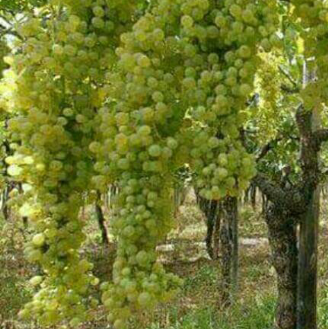 mams garden nursery: CARA besarkan buah anggur