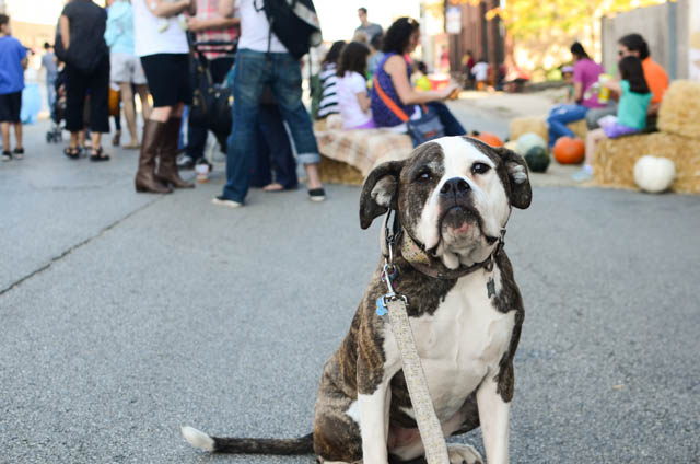 Two Pitties in the City: City Dog: Navigating Crowded City Sidewalks ...