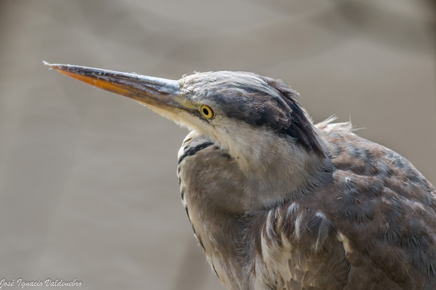 DocNatureBlog: La majestuosa dama gris. Garza real (Ardea cinérea). Garcia.