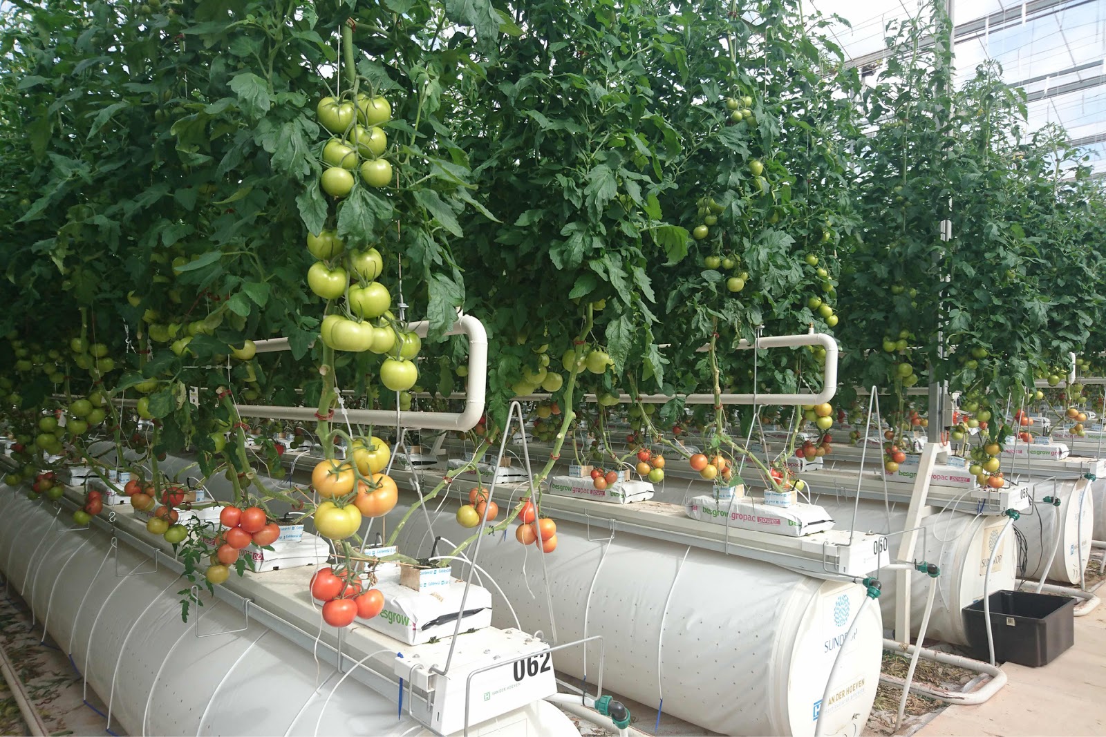 Smart Energy Consulting: Cultivando tomates en el desierto gracias a la ...