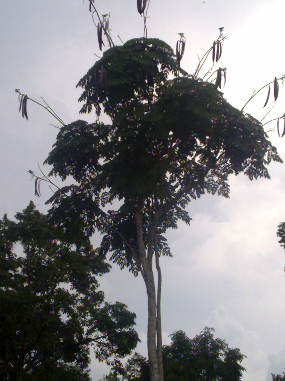 JENDELA HATI: POKOK BEKA, POKOK MUNGAI