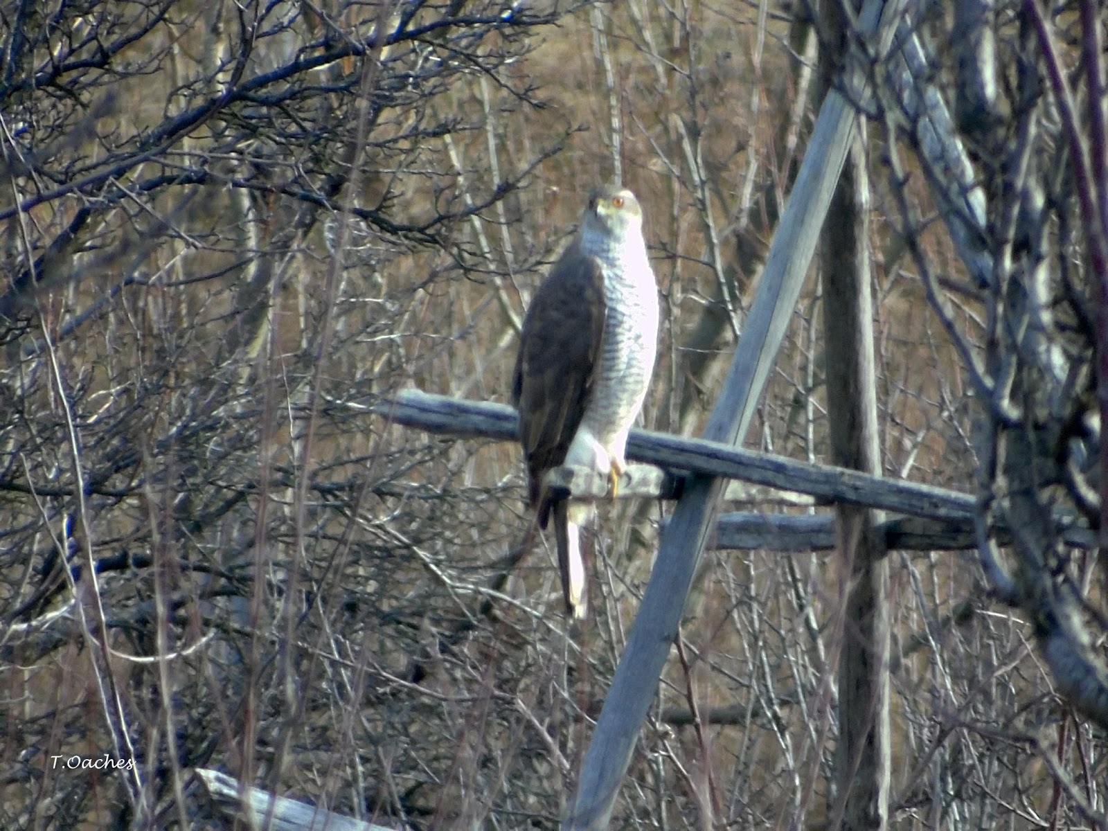 PASARI DIN ROMANIA: ULIU PORUMBAR (ULIUL GAINILOR), Accipiter gentilis
