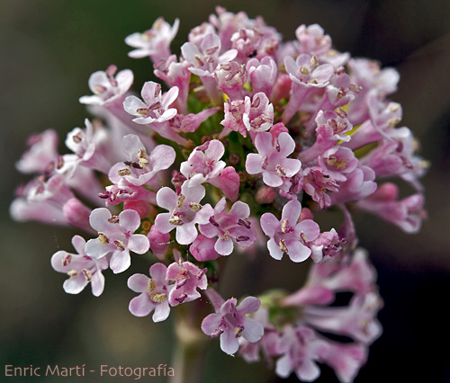 Valerianaceae: Valeriana tuberosa - Flores Silvestres del Mediterráneo