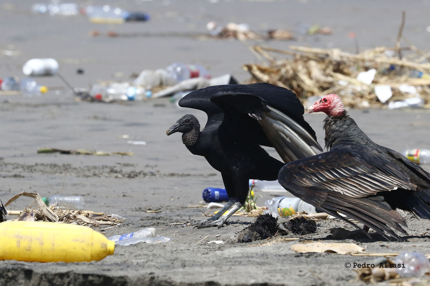 AVES DE AREQUIPA , Pedro Allasi: Gallinazo de cabeza negra, en Camaná