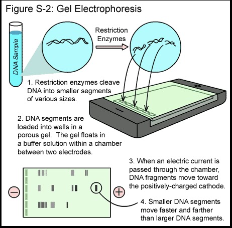 Biotech Basics